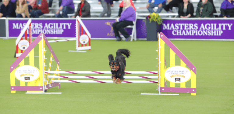 Exhibitors - The Westminster Kennel Club