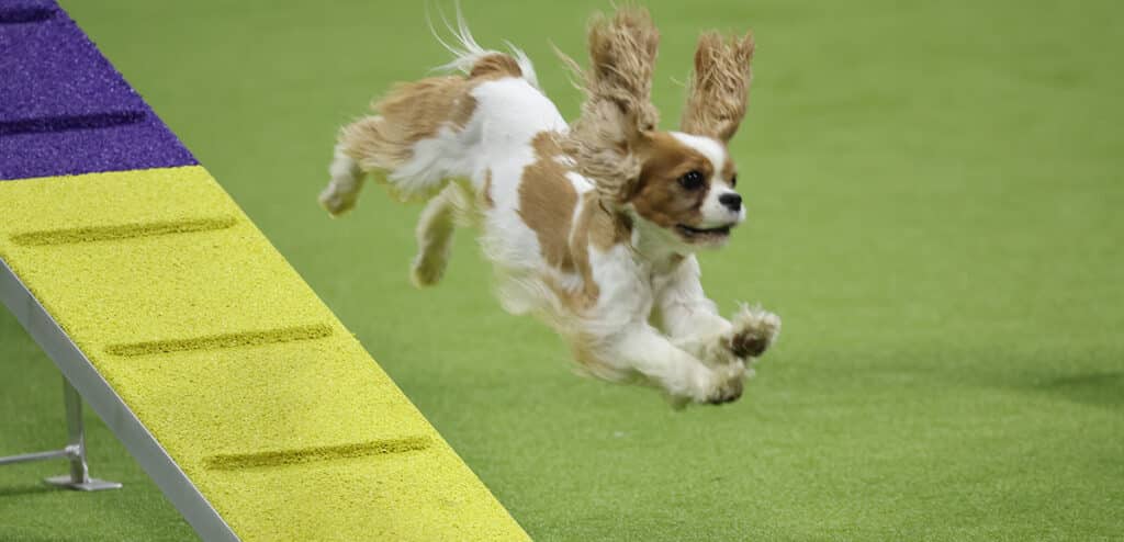 Exhibitors - The Westminster Kennel Club