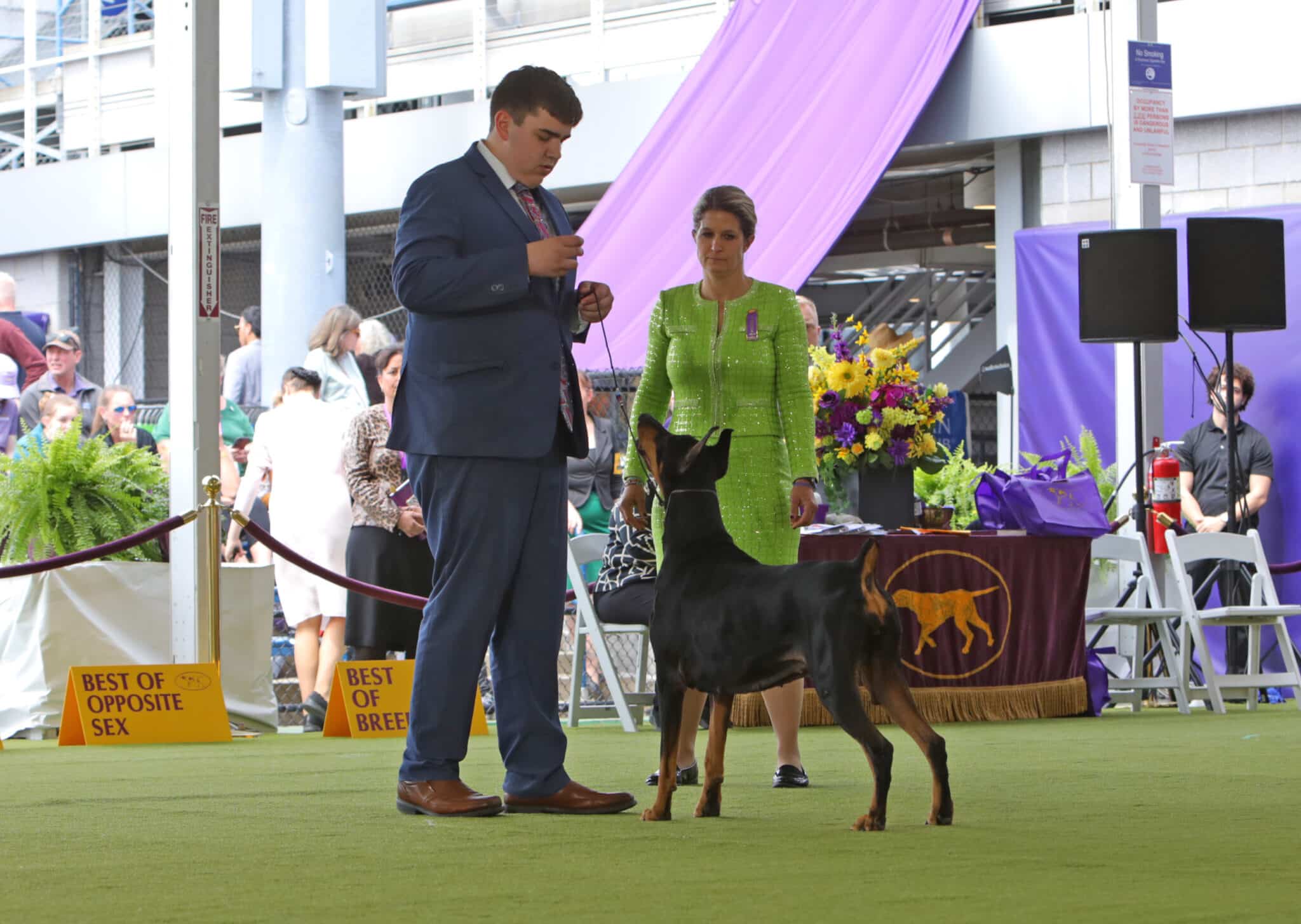 Junior Showmanship, Explained - The Westminster Kennel Club