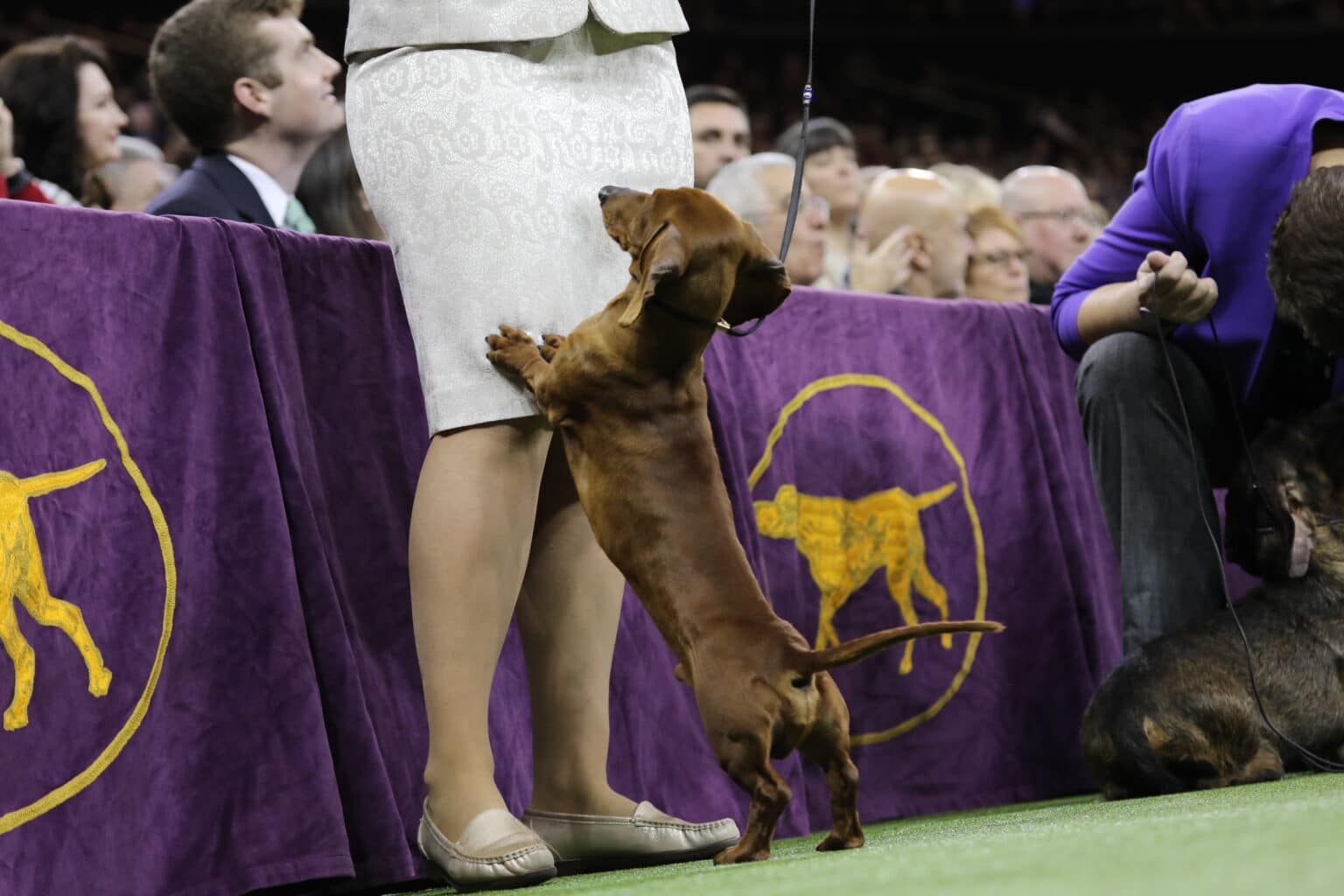 Your Guide to the Annual 149th Westminster Kennel Club Dog Show
