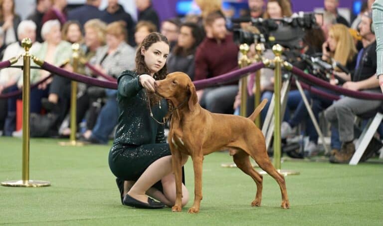 Junior Showmanship, Explained - The Westminster Kennel Club