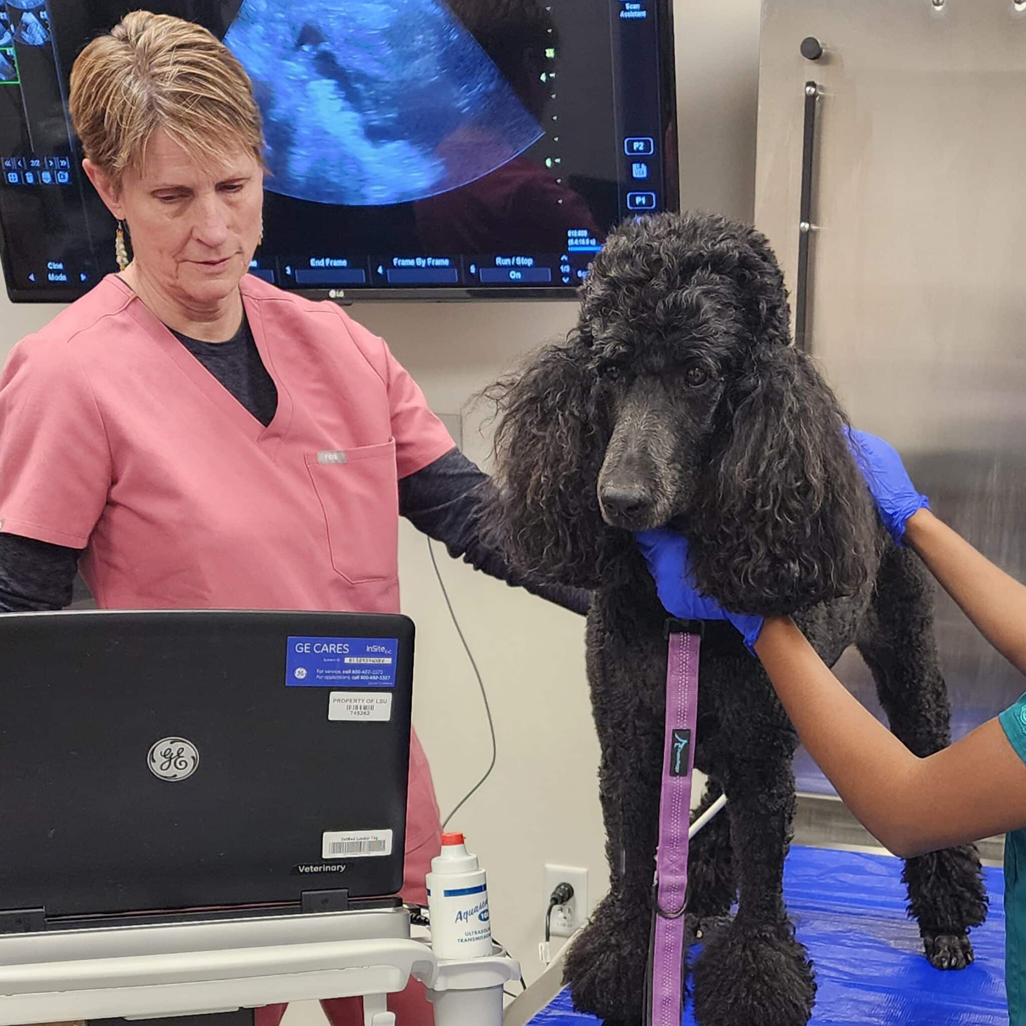 Meet Dr. Sara Lyle: 2025 Veterinarian of the Year