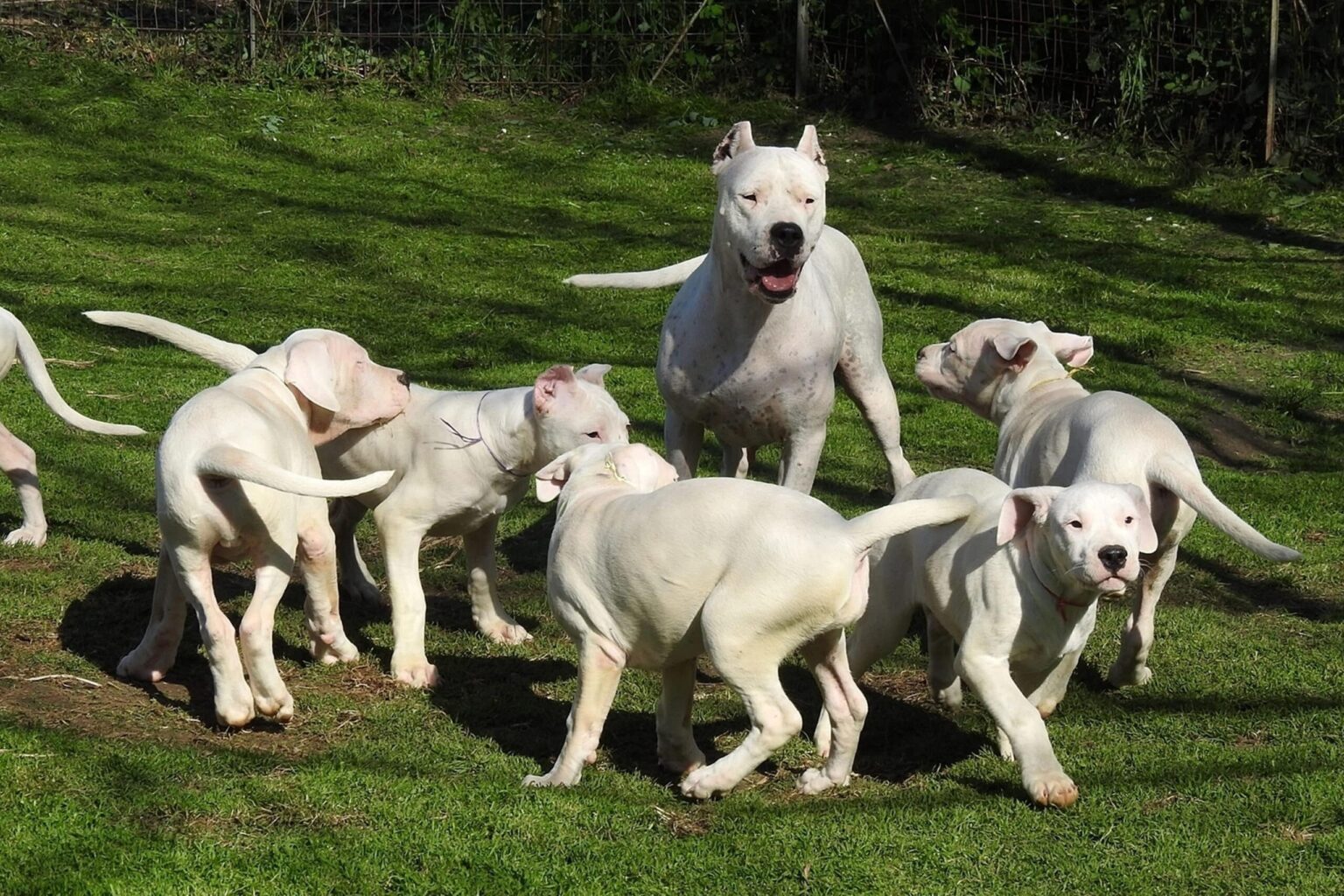 Dogo Argentino - The Westminster Kennel Club
