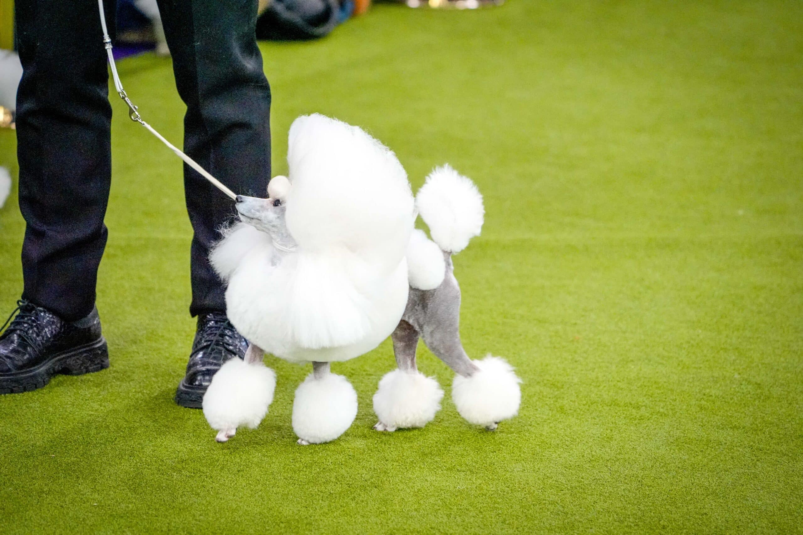 Poodle (Toy) - The Westminster Kennel Club