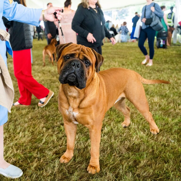 Bullmastiff - The Westminster Kennel Club