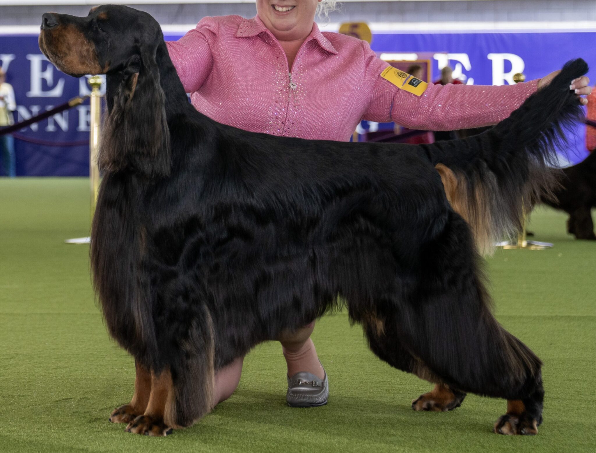Gordon Setter - The Westminster Kennel Club