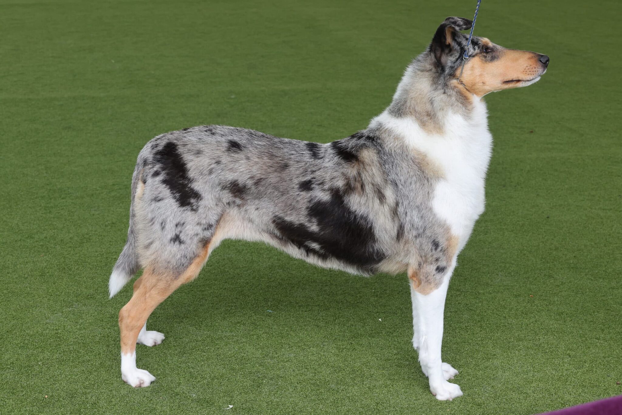 Collie (smooth) - The Westminster Kennel Club